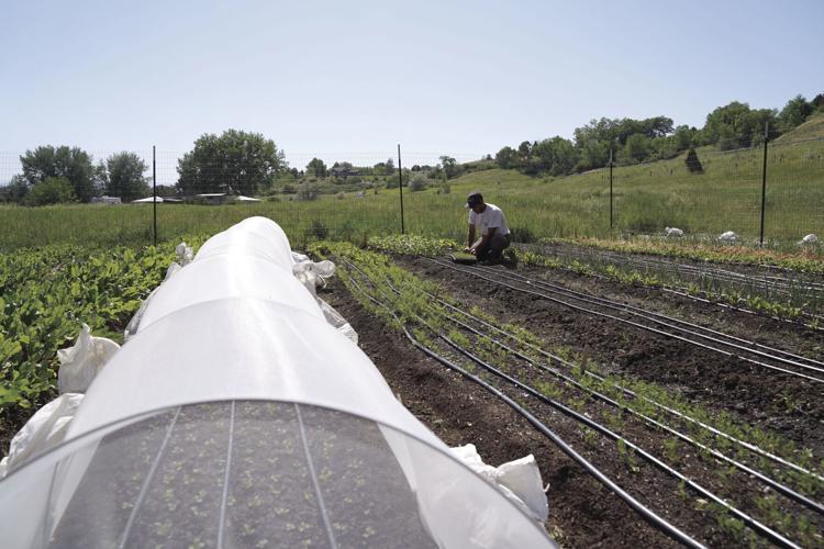 USDA terminates local food purchase assistance grant program | Local ...