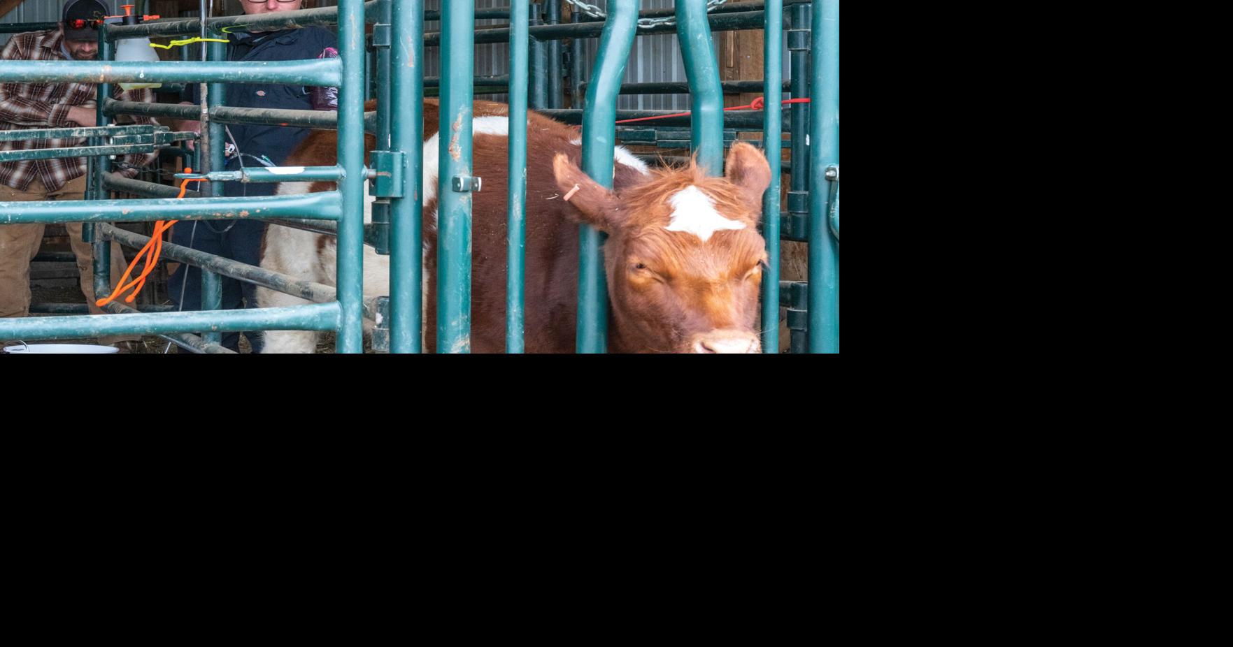 Improving genetics: Embryo transfers allow more selective cattle ...