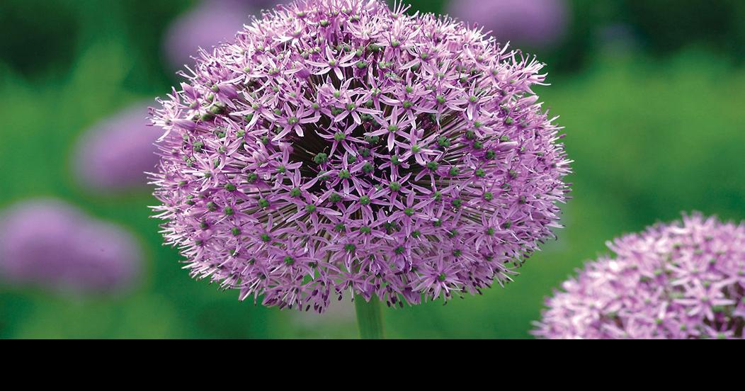 Plan now for allium season: It’s time to plant | A&E | thesheridanpress.com