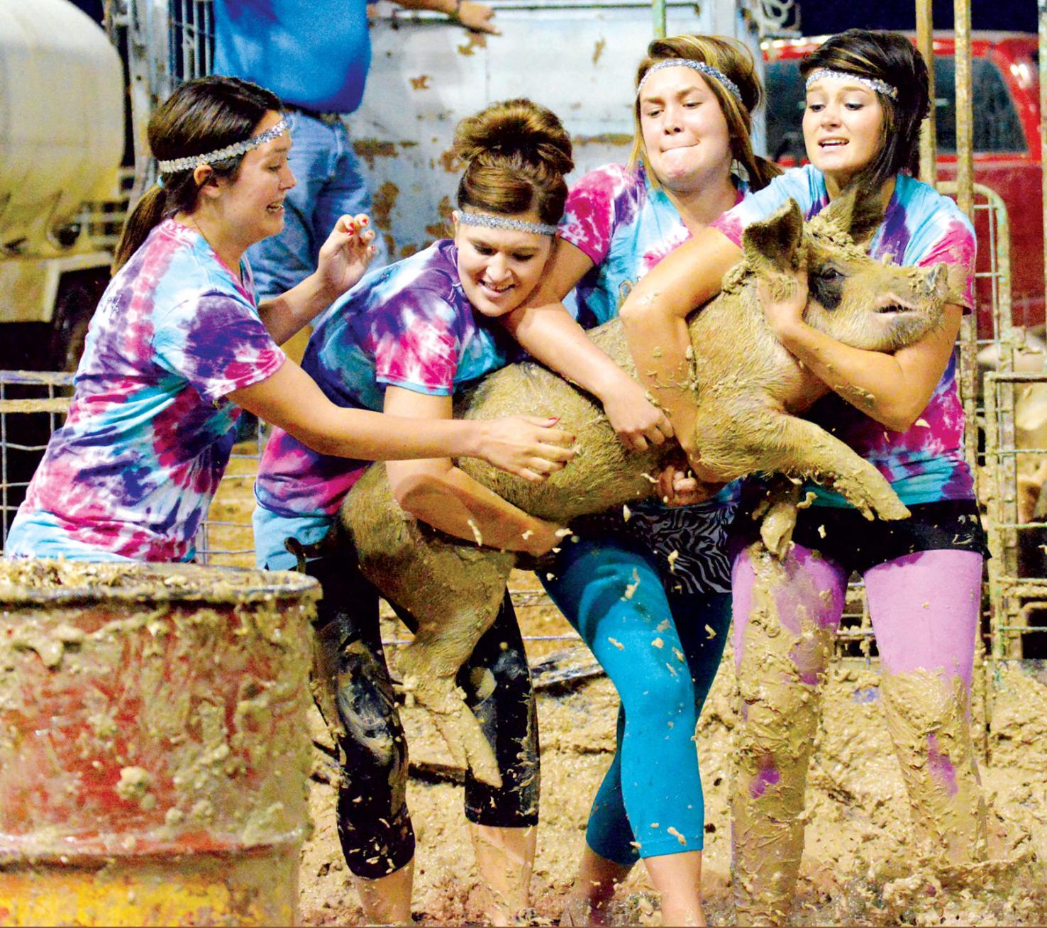 Catch that pig! | Local News | thesheridanpress.com