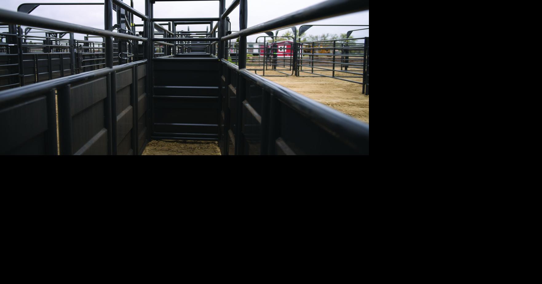 Buffalo hosting Range War rodeo | People and events | thesheridanpress.com