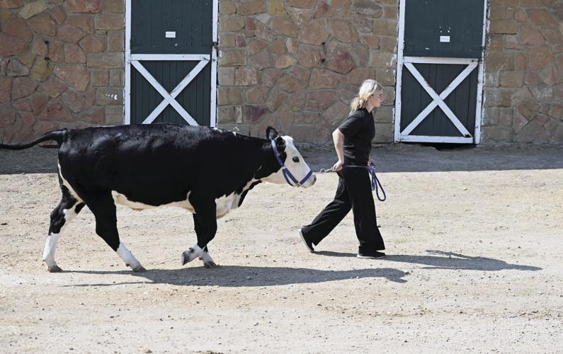 County fair wrap-up: Numbers slightly smaller from last year | Local ...