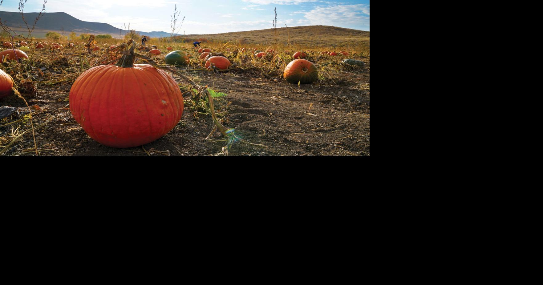 Henry A. Coffeen Elementary School at the Koltiska Pumpkin Patch ...