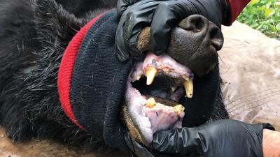 black bear teeth