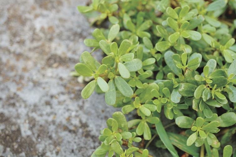 Tips for weeding out weeds | Local News | thesheridanpress.com