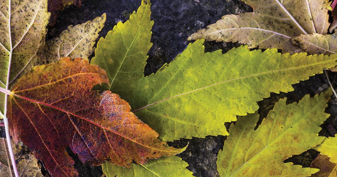 Column: Leaves, glorious leaves | Outdoors | thesheridanpress.com