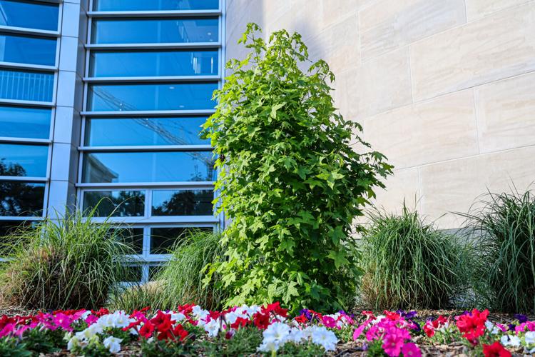 As Artemis II returns from the moon, UTA’s moon tree grows outside the ...