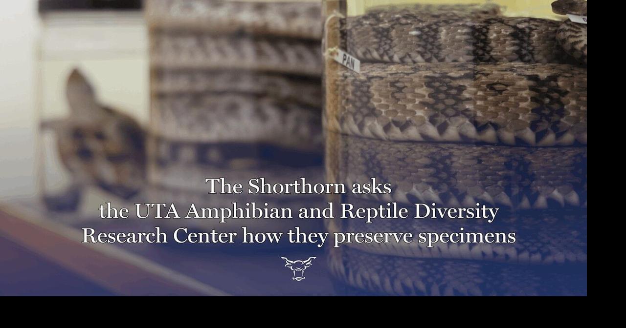 Video: The Shorthorn asked the Amphibian and Reptile Diversity Research ...