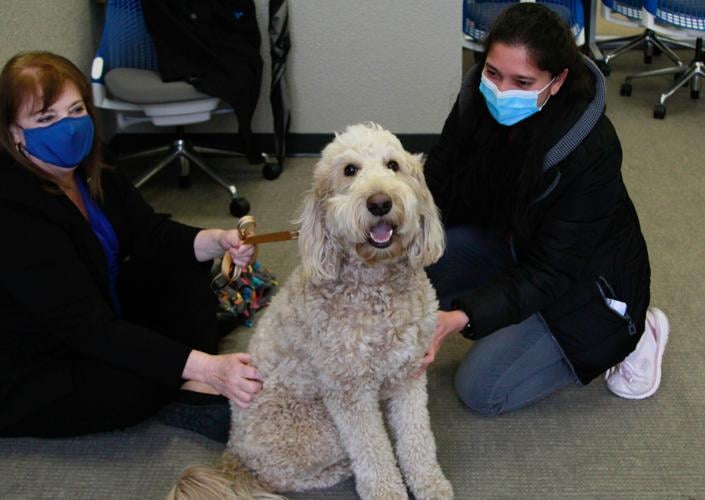 Fluffy friends greet students at first Doggy Days of the semester ...