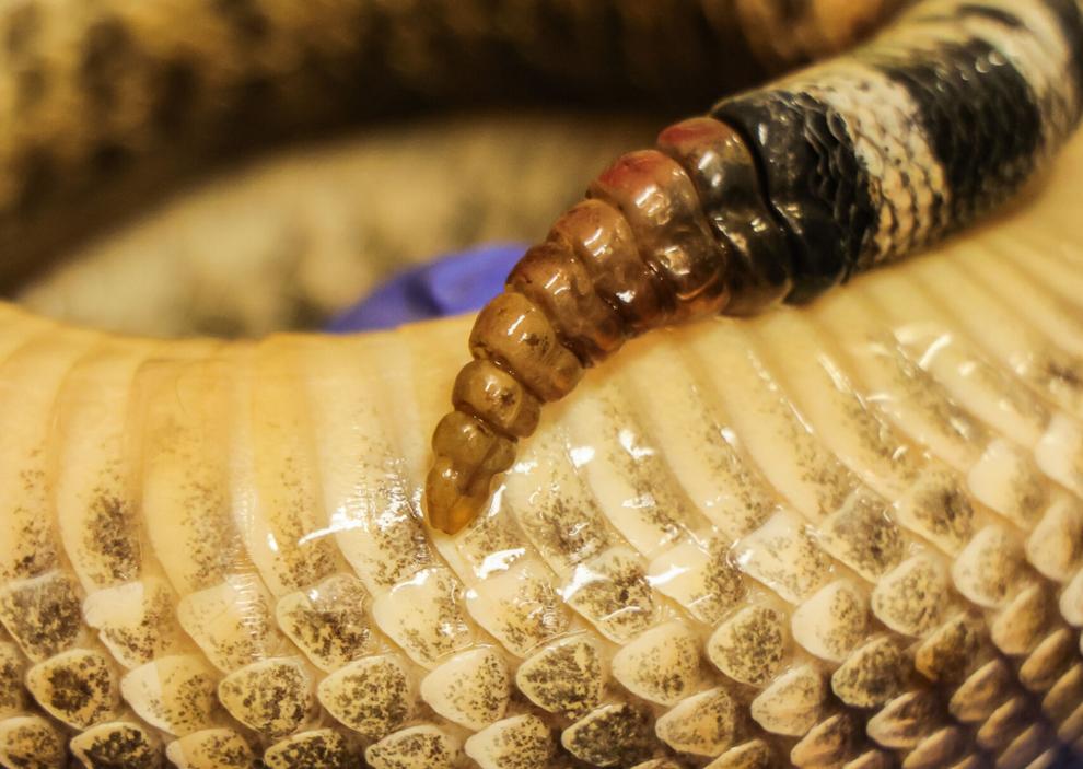 Western diamondback rattlesnake found in Denton County sets record ...