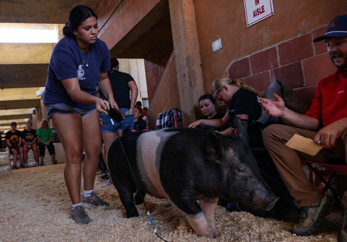 How pigs are prepped for show and auction at the State Fair of Texas ...