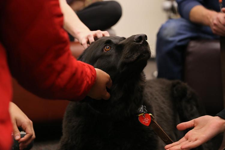 Therapy dogs help students de-stress from school | Gallery ...