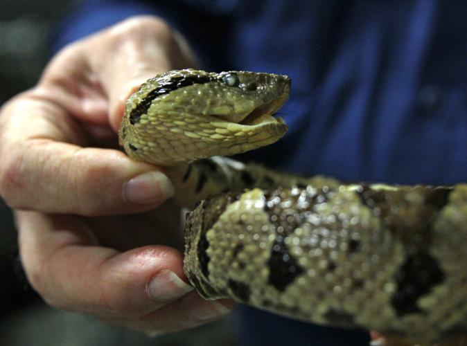 After 40 years, UTA professor reveals new snake genus | News ...