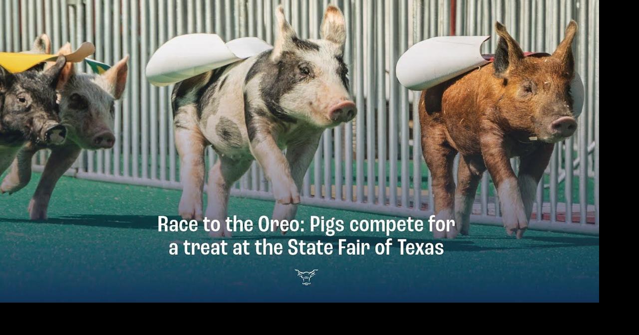 Video: Pigs compete for an Oreo at the State Fair of Texas | Multimedia ...