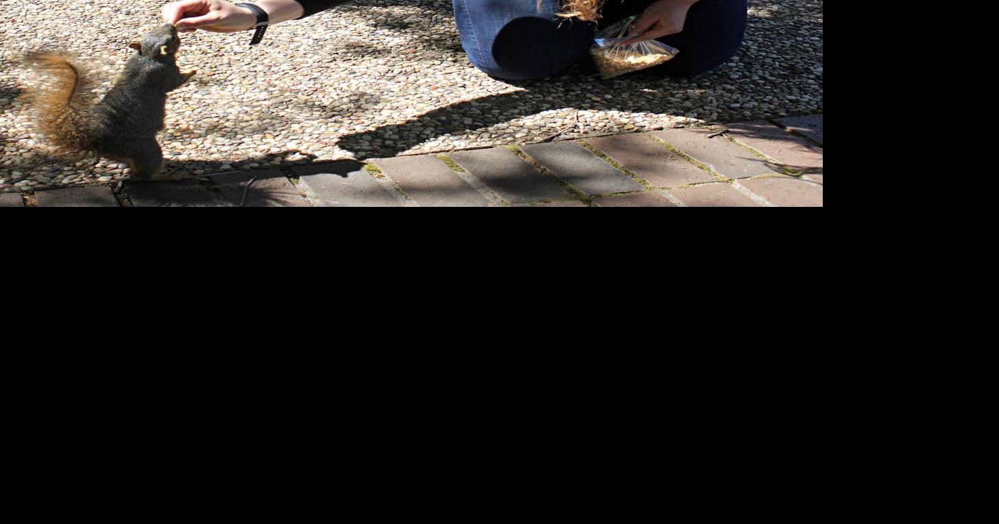 Lucky Bucky | Gallery | theshorthorn.com