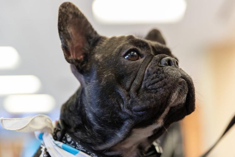 Photos: Therapy dogs spread paws-itivity at Tail Waggin' Wednesdays | Gallery | theshorthorn.com