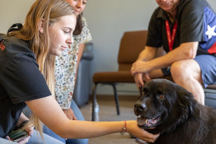 Photos: Therapy dogs spread paws-itivity at Tail Waggin' Wednesdays | Gallery | theshorthorn.com