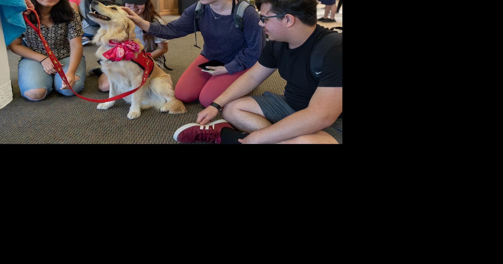 Photos: Therapy dogs spread paws-itivity at Tail Waggin' Wednesdays | Gallery | theshorthorn.com