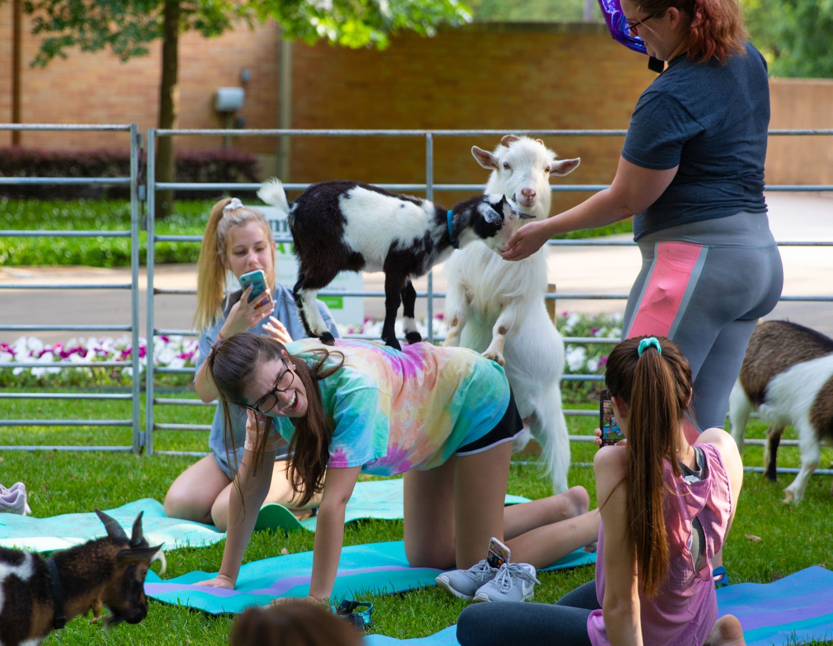 Goat yoga helps students de-stress before finals | Gallery ...