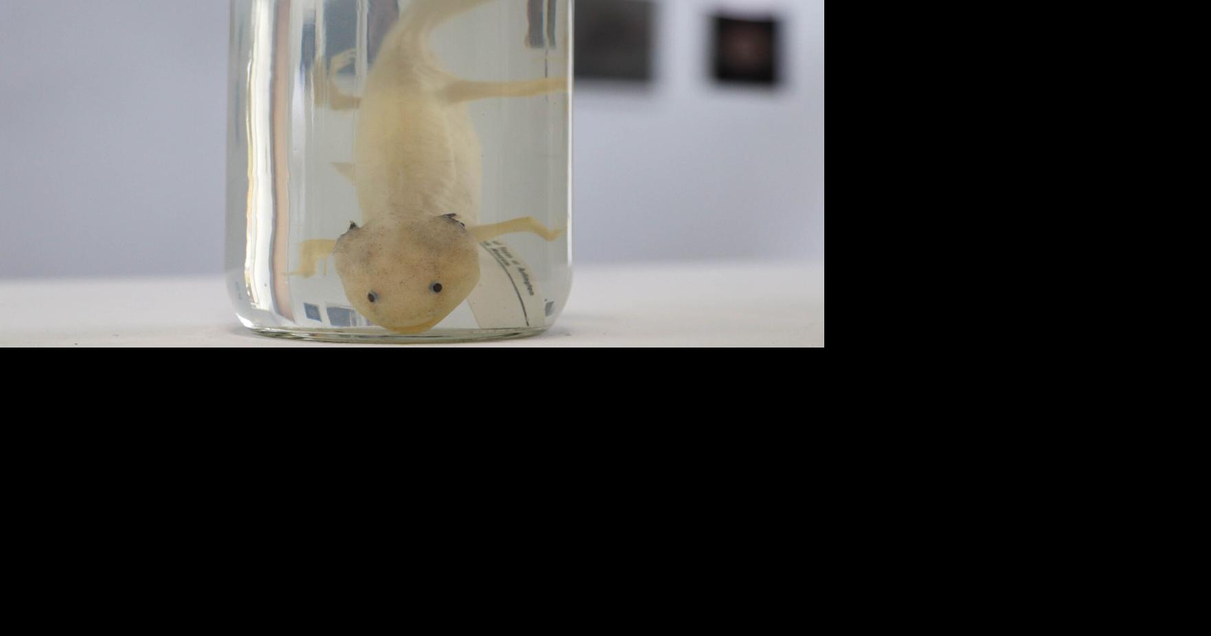 ‘Illustrations in Nature’ exhibit features art inspired by amphibian ...