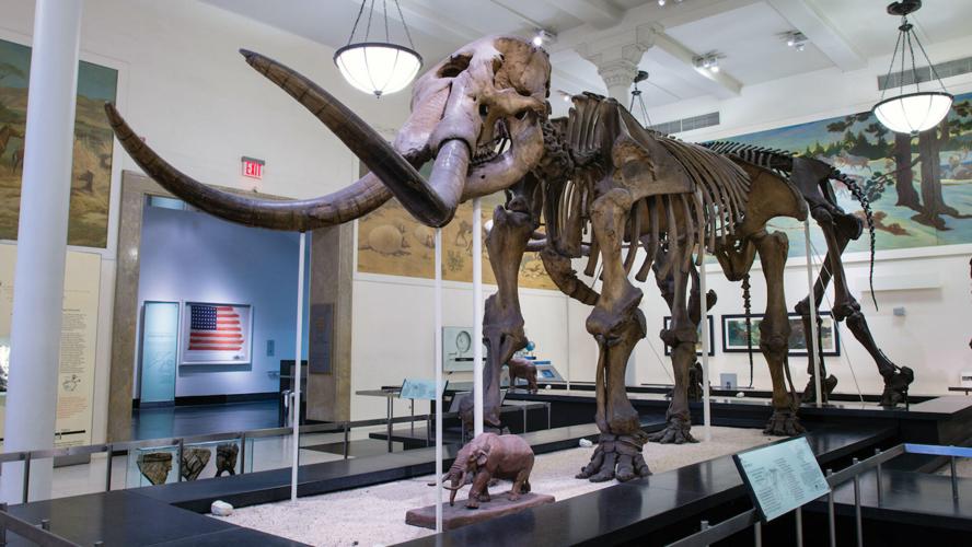 Indiana may join 45 other states in having its own state fossil—the ...