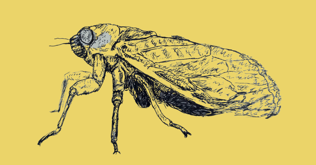 cicada drawing side view
