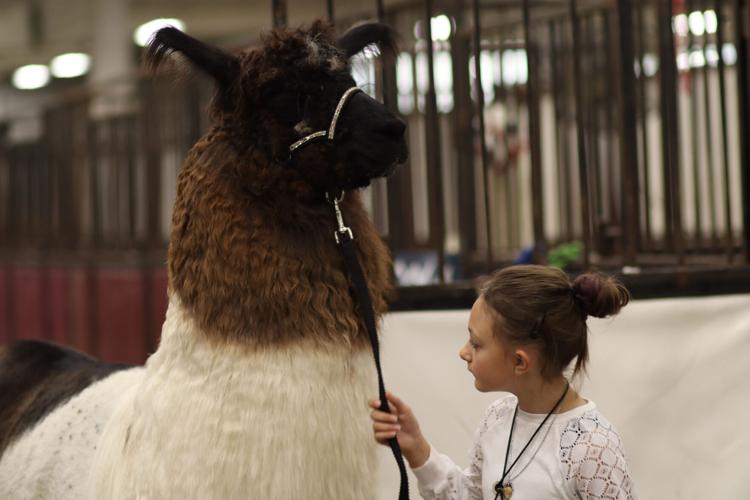The world of llamas according to Evelyn, their 10-year-old muse and ...