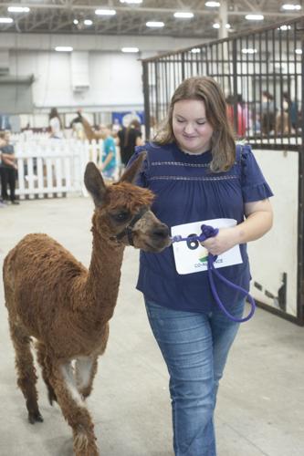 For this 4-Her, state fair proves no prob-llama | Politics ...