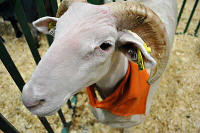 4-Hers show love of animals at Indiana State Fair | Politics ...