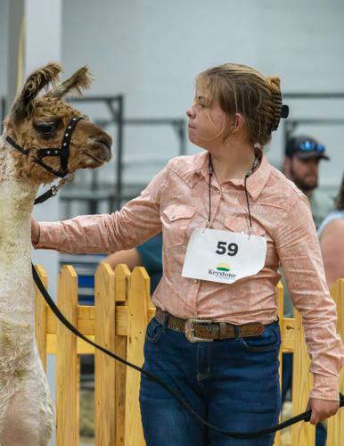 For young competitors, state fair 4-H obstacle course is always a prob ...