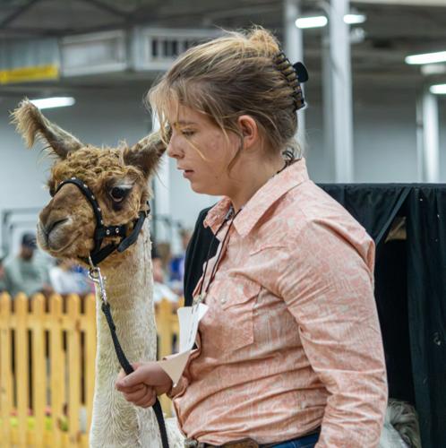 For young competitors, state fair 4-H obstacle course is always a prob ...