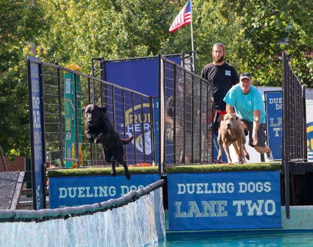 Dogs have their day in the Indiana State Fair's aquatic canine ...