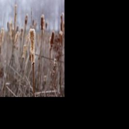 Northeast Indiana marsh to become the state's 250th nature preserve ...