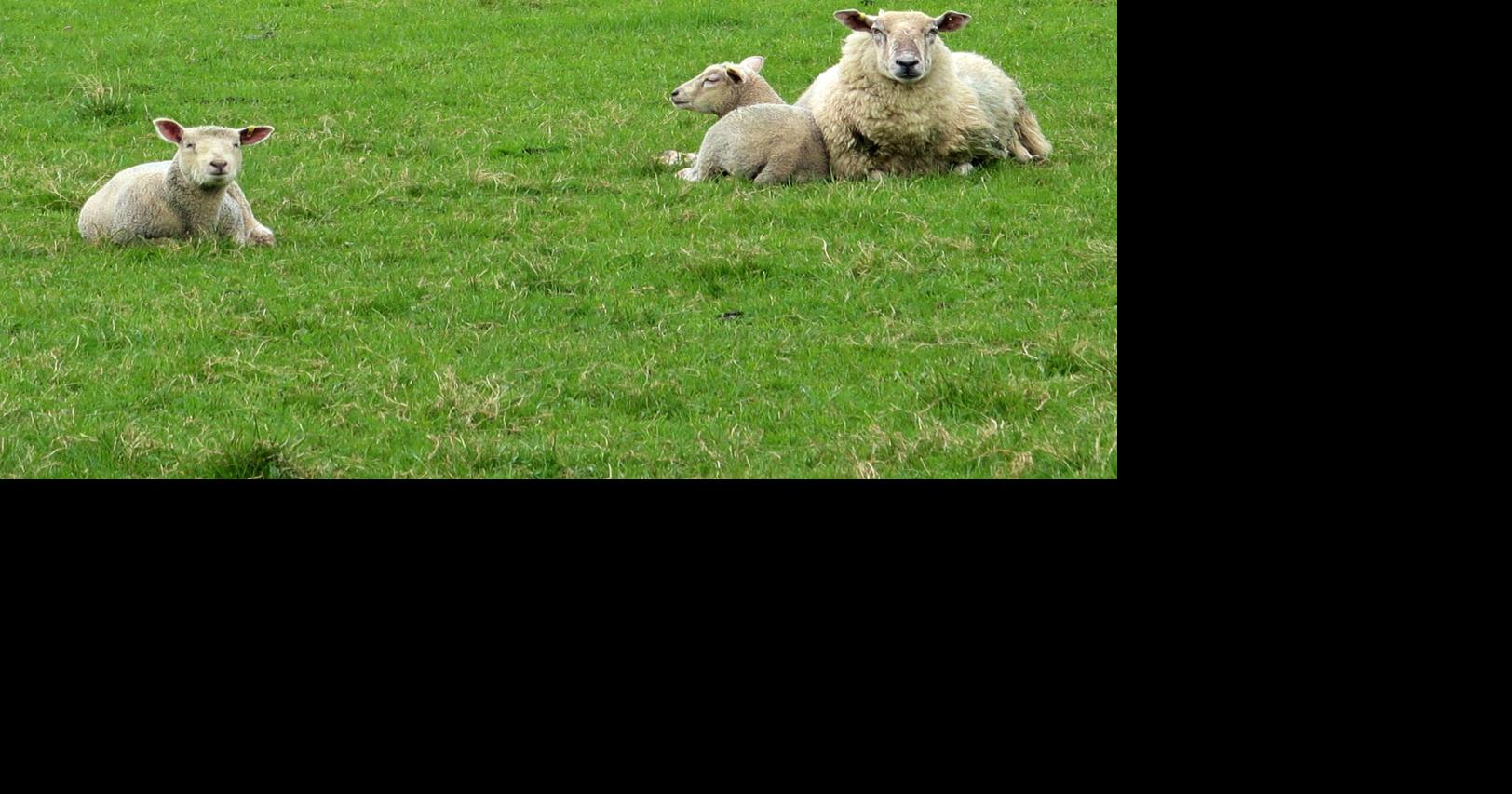 Six sheep shear shore for six weeks | News | thesuburban.com