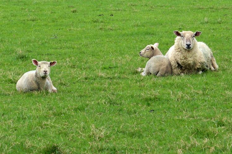 Six sheep shear shore for six weeks | News | thesuburban.com