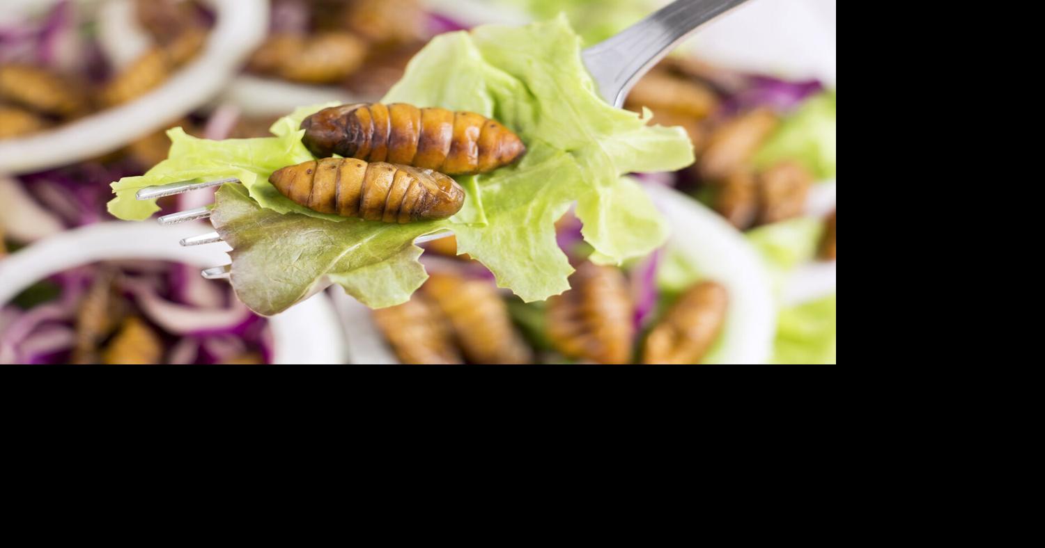 Get buggy with gourmet insect tastings | Fyi | thesuburban.com