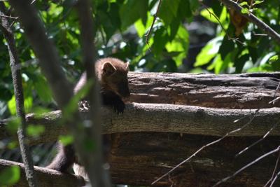Animal Enrichment Award bestowed upon the Ecomuseum Zoo | Lifestyles ...