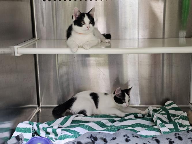 SPCA No-Fee Adoption Day succeeds again | City News | thesuburban.com