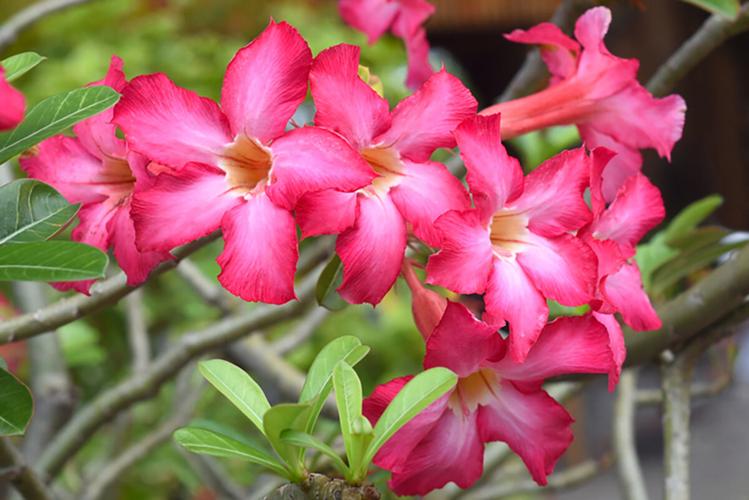 Suzanne Reisler Litwin: Desert Rose | Pottery | thesuburban.com