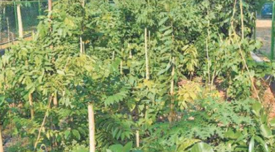 St. Laurent approves contract to create microforest | City News ...