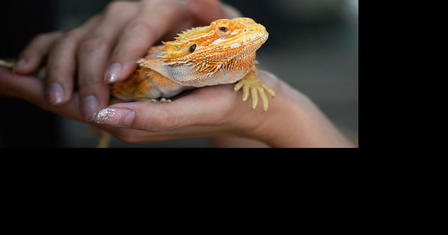 Into the wild: The rules of having exotic animals | Pets | thesuburban.com