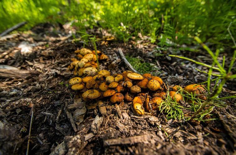 Annual Big Backyard BioBlitz runs Aug. 3-7 | Lifestyles | thesuburban.com