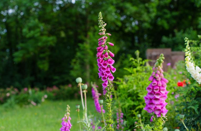 Jeremy Wexler: Plants to get started with | Home & Garden | thesuburban.com