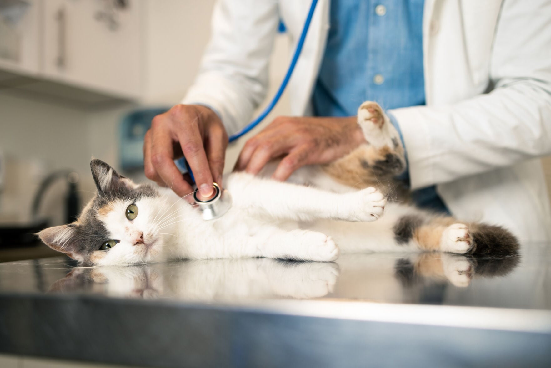 The price of devotion: When loving your pet meets the reality of the ...