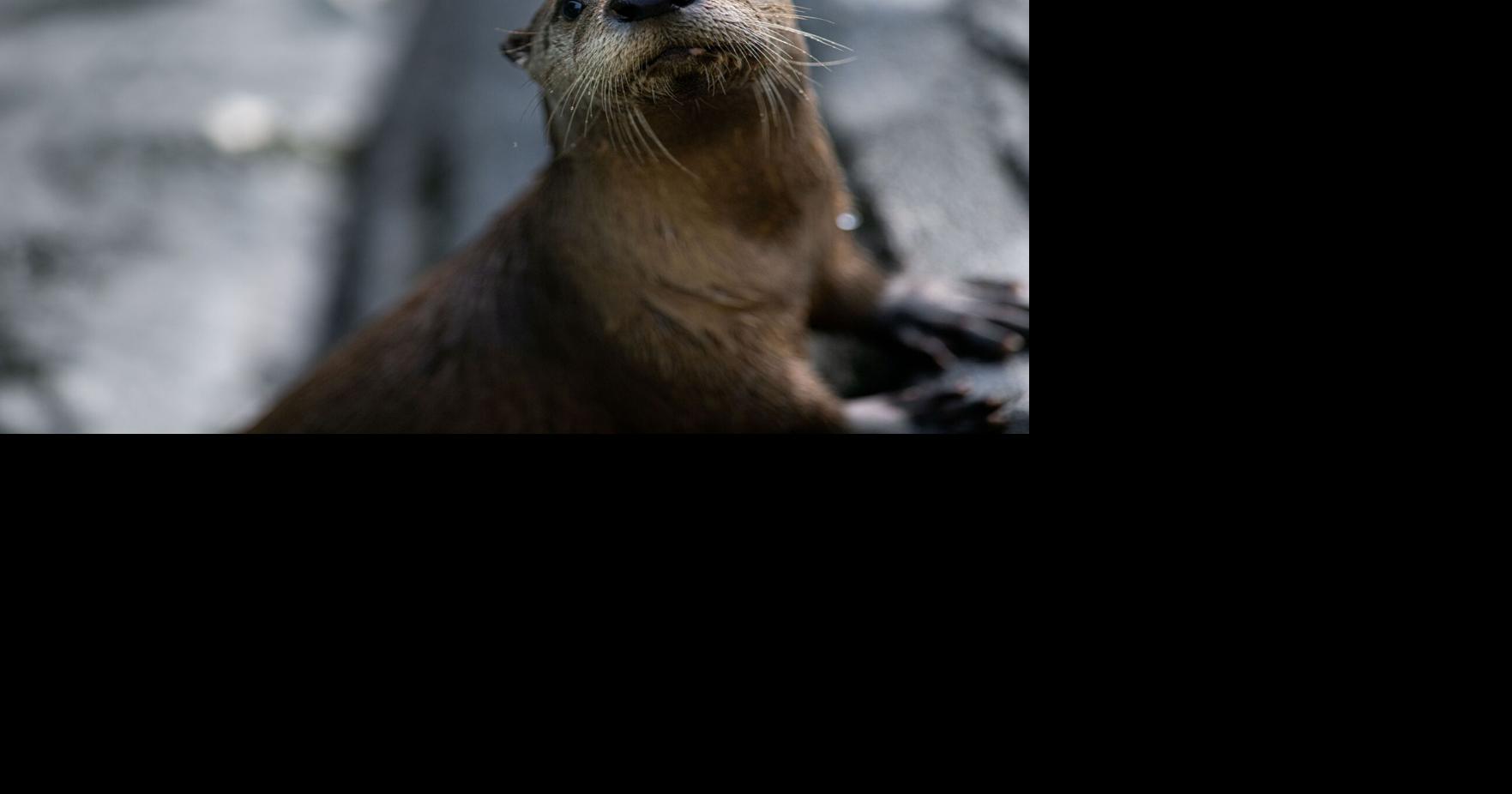 First baby otter birth in 30 years at Ecomuseum | City News ...