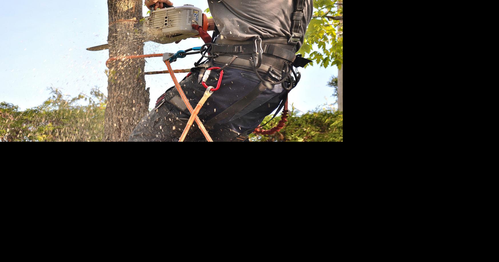 Ash tree felling: permits and subsidies | City News | thesuburban.com