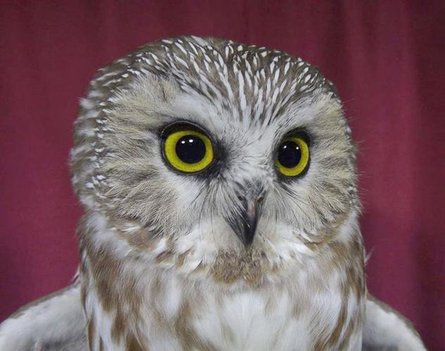 McGill Bird Observatory Owl events at the Morgan Arboretum this October ...