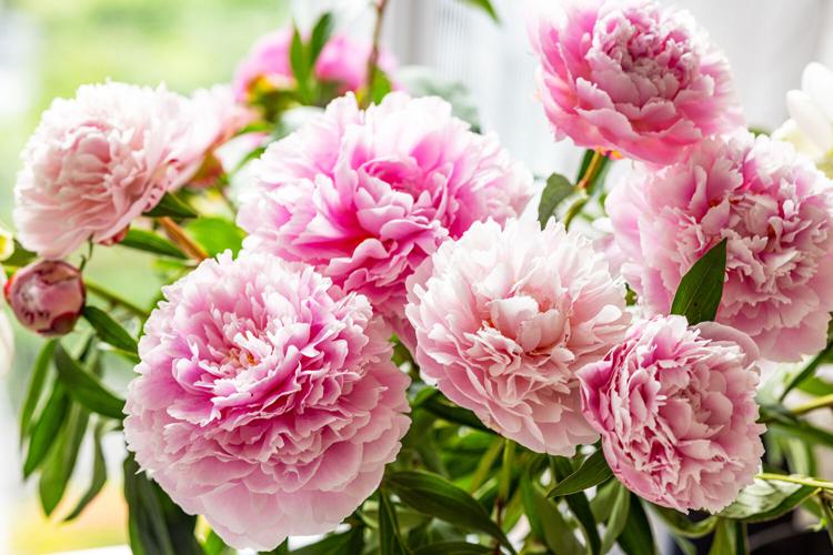Jeremy Wexler: Bang, bang peonies! | Home & Garden | thesuburban.com
