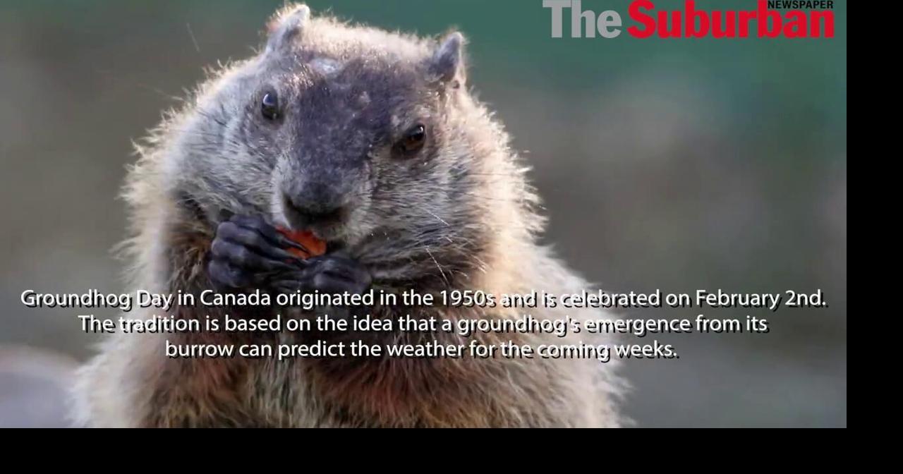 Some fun facts about Groundhog Day! | | thesuburban.com