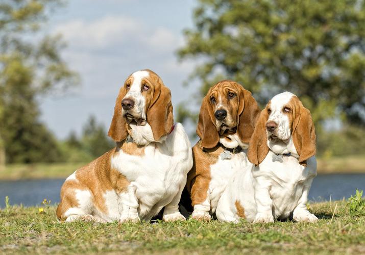 Judie Amyot: The Basset asset | Pets | thesuburban.com